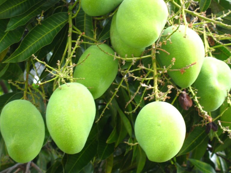 HOW TO SEND MANGOES INTERNATIONALLY - AEROFAST INTERNATIONAL